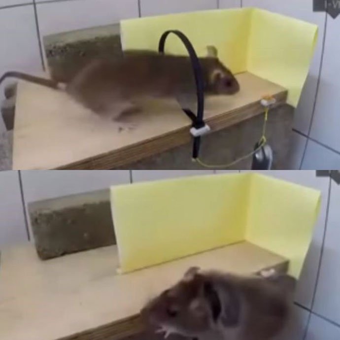 How To Make Best Homemade DIY Mouse Trap To Catch And Kill Mice