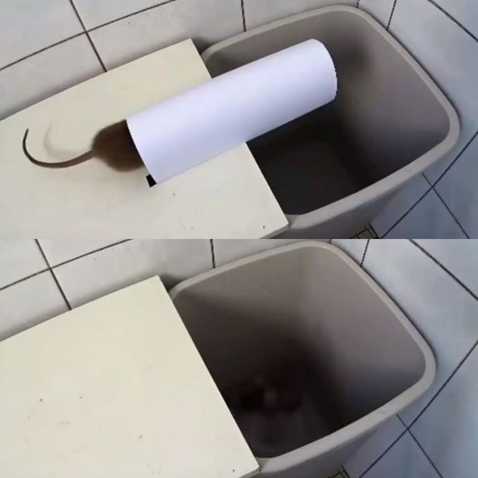 How To Make Best Homemade DIY Mouse Trap To Catch And Kill Mice
