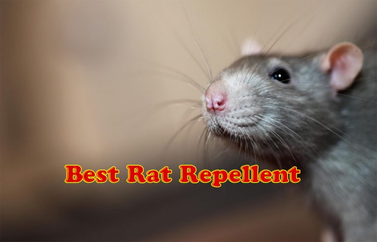 Top 10 Best Rat Repellent To Keep Your Home Rodent Free