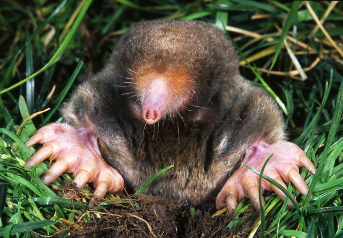 Types Of Moles In Florida And How To Get Rid Of Them