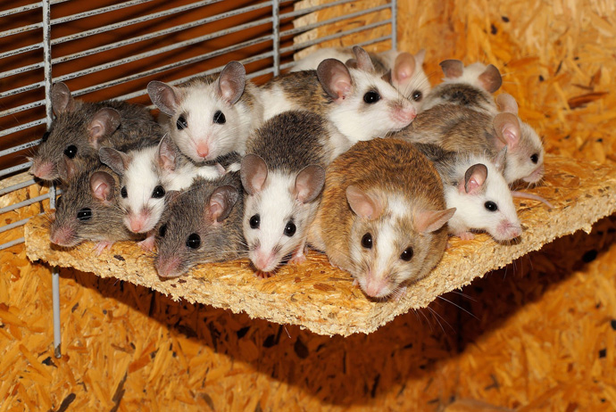 How Do You Know When All The Mice Are Gone?