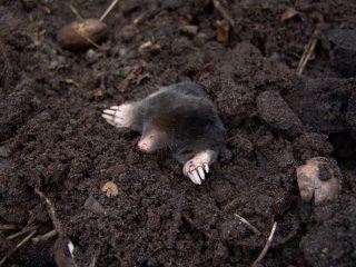 Where Do Moles Live | Some Common Living Area