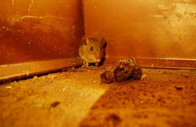 Rat Poop Vs Mouse Poop | Differences You Should Know