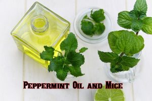 Peppermint Oil And Mice | What's The Truth And Myth