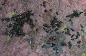 What Does Rat Poop Look Like | Rat Dropping Pictures & How To Clean