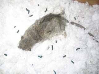 What Does Rat Poop Look Like | Rat Dropping Pictures & How To Clean