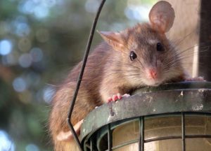 Different Types Of Rats In Florida And How To Get Rid Of Them