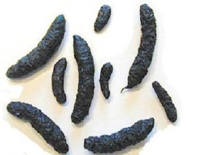 What Does Rat Poop Look Like | Rat Dropping Pictures & How To Clean