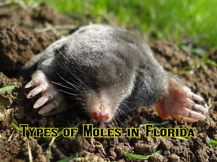 Types Of Moles In Florida And How To Get Rid Of Them