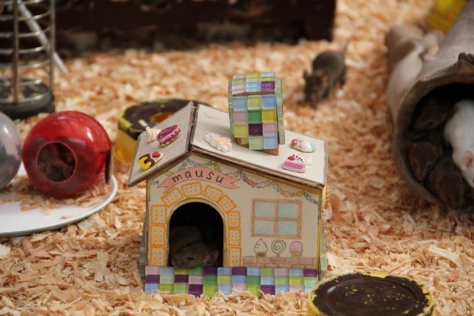 What Do House Mice Eat | The Complete List 2019