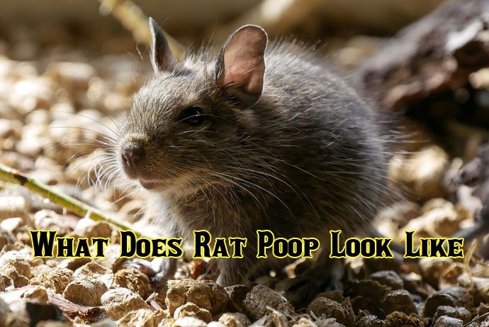 What Does Rat Poop Look Like | Rat Dropping Pictures & How To Clean