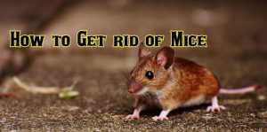 How To Get Rid Of Mice Fast | Proven Tips To Apply In 2021