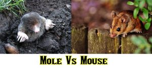 Mole Vs Mouse | Differences You Should Know To Eliminate Them Easily
